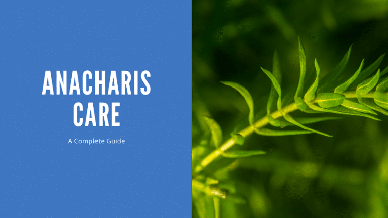Anacharis Care - A Complete Guide - AquariumStoreDepot