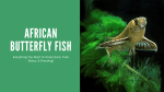 Caring for African Butterfly Fish - Tank Size, Setup, Diet, Lifespan ...