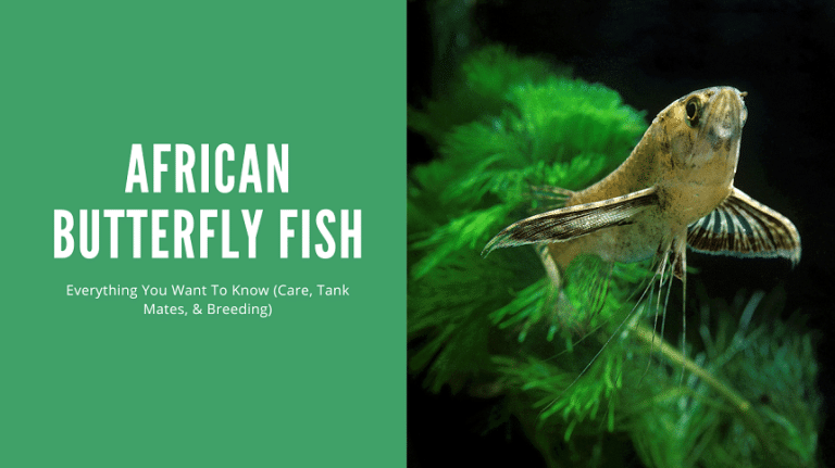 Caring for African Butterfly Fish - Tank Size, Setup, Diet, Lifespan ...