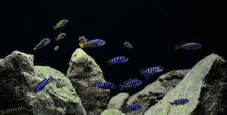 Aquarium Water Hardness Explained: GH, KH, and How to Adjust Both ...