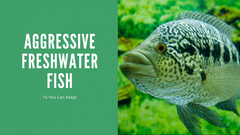Aggressive Freshwater Fish - 15 Best (With Pictures!) - AquariumStoreDepot