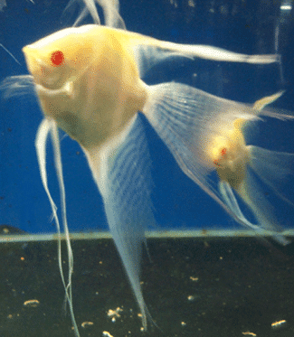 15 Best Freshwater Angelfish Types: The Complete Visual Guide to ...