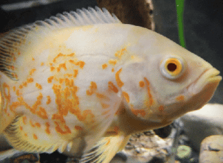 8 Types of Oscar Fish (with Pictures!) - AquariumStoreDepot
