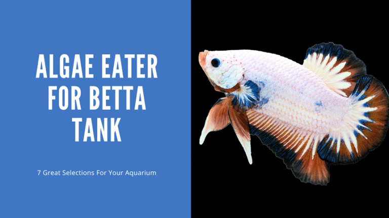 What's A Good Algae Eater For Betta Tanks? Here's 7 To start ...