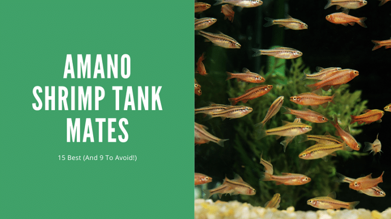 Best Amano Shrimp Tank Mates: 15 Fish That Won't Eat Your Shrimp ...