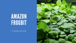 Amazon Frogbit – A Complete Care Guide - AquariumStoreDepot