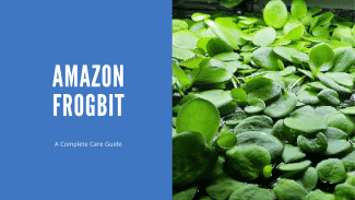 Amazon Frogbit Care Guide: The Best Floating Plant for Nutrient Control ...