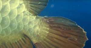 Most Common Betta Fish Diseases - 11 Most (And How To Cure Them)