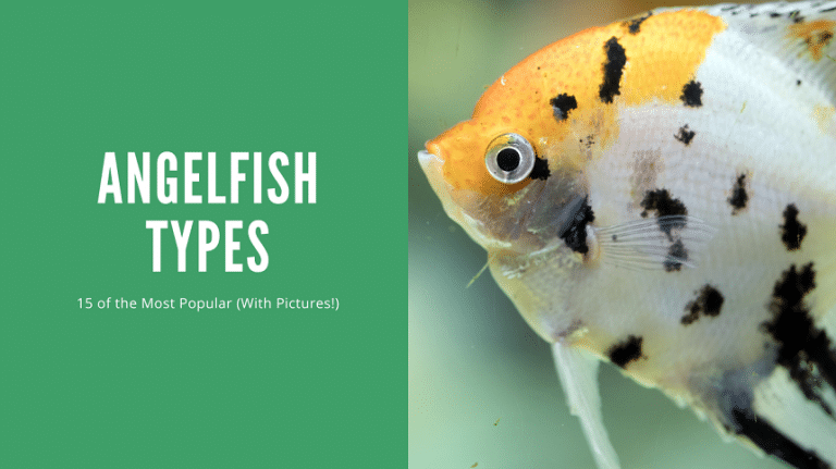 15 Best Freshwater Angelfish Types: The Complete Visual Guide to ...