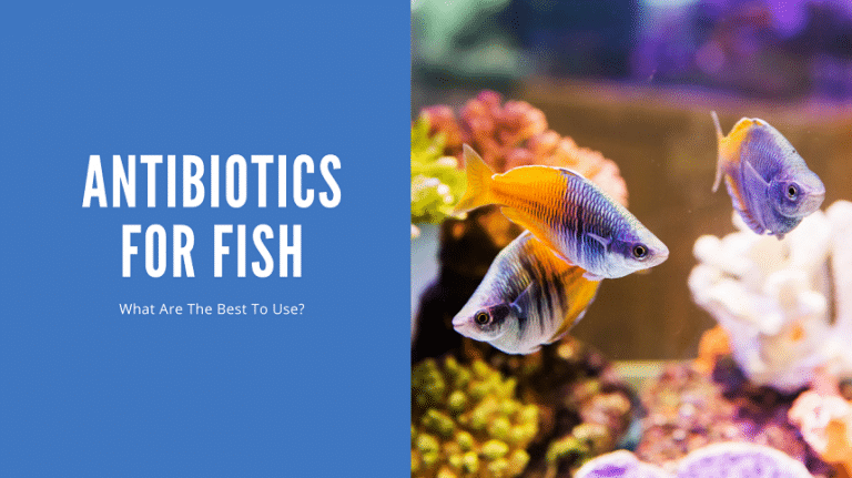 Antibiotics for Fish (What Is Best?) - AquariumStoreDepot