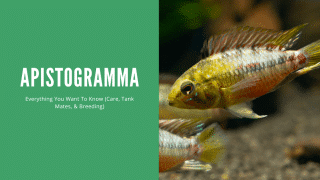 Apistogramma Care Guide: Types, Breeding, and What They Actually Need ...