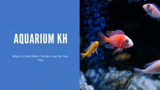 All About Aquarium KH (What IS It And What's Best For My Fish ...