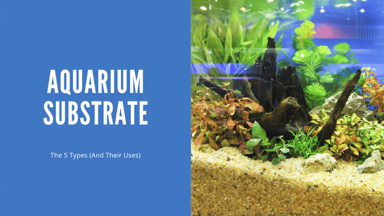 All About Aquarium Substrates (The 5 Types Explained) - AquariumStoreDepot