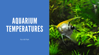 Aquarium Temperature Ranges (For All Fish) - AquariumStoreDepot