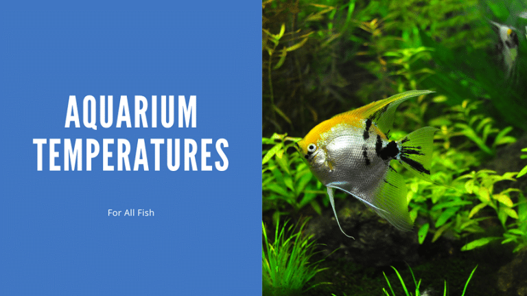 Aquarium Temperature Ranges (For All Fish) - AquariumStoreDepot