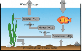 8 Signs a Fish Is Dying (And What to Do Before It's Too Late)