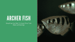 Archer Fish - A Complete Care Guide - AquariumStoreDepot