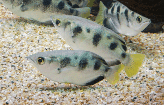 Archer Fish: Complete Care Guide (Brackish Water Specialist ...