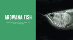 Arowana Fish: Complete Care Guide (What You Need to Know First ...