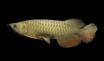 Arowana Fish – A Complete Care Guide - AquariumStoreDepot