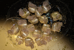 A Comprehensive Guide To Bladder Snail Care (Diet, Breeding & and More ...