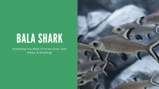 Bala Shark Care Guide: Beautiful Schooling Fish That Need More Room ...