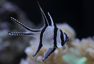 Black Fish Species - 10 Great Choices (With Pictures) - AquariumStoreDepot