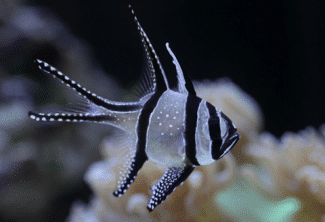 Black Fish Species - 10 Great Choices (With Pictures) - AquariumStoreDepot