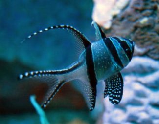 21 Popular Types of Saltwater Fish (With Pictures!) - AquariumStoreDepot