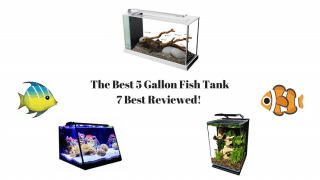 The Best 5 Gallon Fish Tanks Of 2024 [Tested And Reviewed ...
