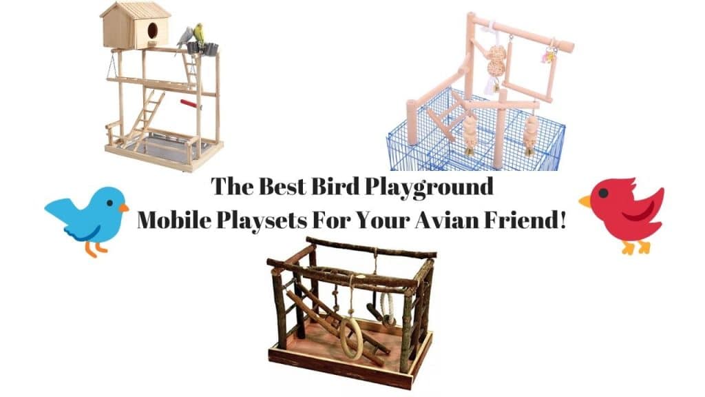 BEST BIRD PLAYGROUND ( REVIEWS)- 7 YOUR BIRDS WILL LOVE