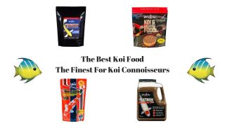 The Best Koi Food For 2024 - Reviewed And Tested