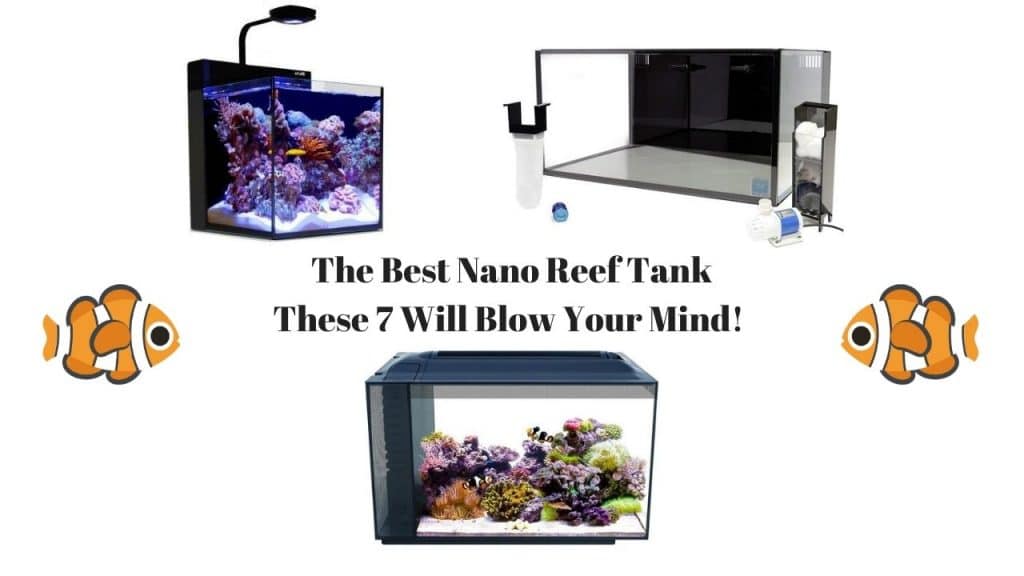 The 7 Best Nano Reef Tanks Of 2024 - Tested And Reviewed