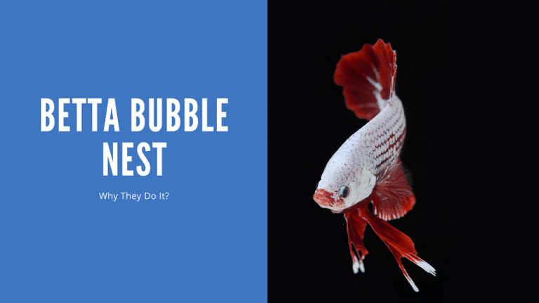 Betta Bubble Nest: Why Your Betta Builds Them (And What It Tells You ...