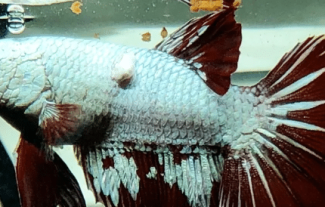 Betta Fish Tumor: Causes, Symptoms, Treatments, and Prevention ...
