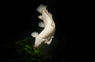 Fish With Legs: 15 Walking on the Wild Side of Underwater Life ...