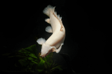 15 Aquarium Fish That Start With B (With Photos) - AquariumStoreDepot