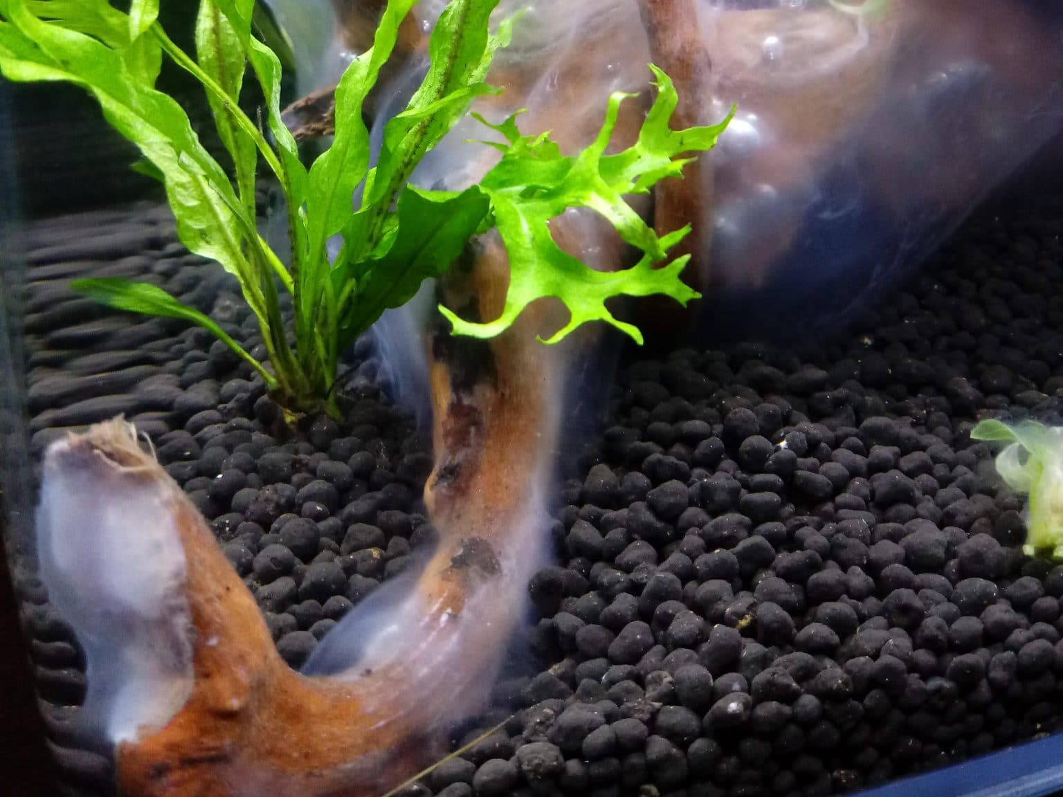 Cloudy Fish Tank - 7 Common Reasons (and How To Fix It)