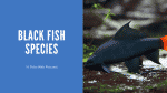 Black Fish Species - 10 Great Choices (With Pictures) - AquariumStoreDepot