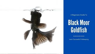 Caring For Your Black Moor Goldfish (With Pictures!)