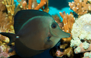 Black Fish Species - 10 Great Choices (With Pictures) - AquariumStoreDepot