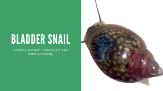 A Comprehensive Guide To Bladder Snail Care (Diet, Breeding & and More ...