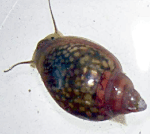 A Comprehensive Guide To Bladder Snail Care (Diet, Breeding & and More ...