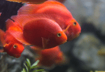 Blood Parrot Cichlid - A Complete Care Guide - AquariumStoreDepot