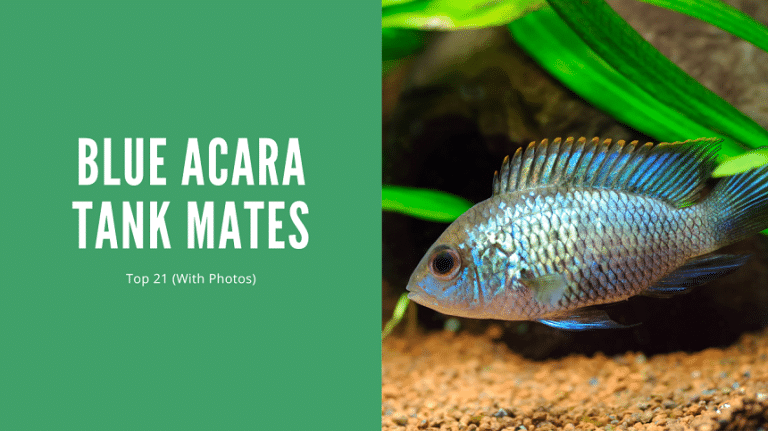 21 Great Blue Acara Tank Mates (With Pictures) - AquariumStoreDepot