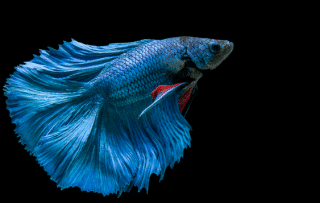 Blue Freshwater Fish - 15 Amazing Types - AquariumStoreDepot