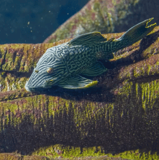 15 Types of Plecos: A Guide to Popular Pleco Species - AquariumStoreDepot