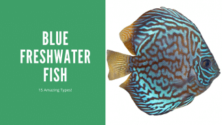 Blue Freshwater Fish - 15 Amazing Types - AquariumStoreDepot