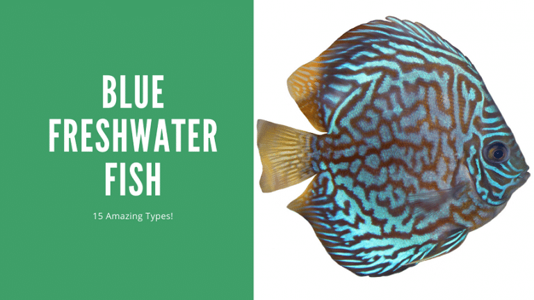 Blue Freshwater Fish - 15 Amazing Types - AquariumStoreDepot
