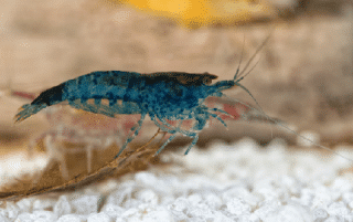 Blue Freshwater Fish - 15 Amazing Types - AquariumStoreDepot